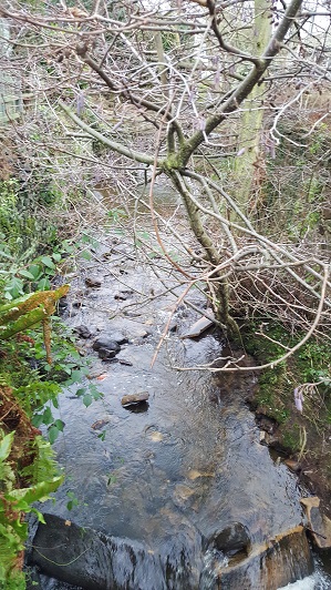 Tree-over-beck-2 | Addingham Parish Council